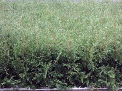 Productions Résinex inc. - Nos arbres - Cedre Ã haie (Thuya ...