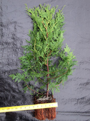 Productions Résinex inc. - Nos arbres - Cedre Ã haie (Thuya ...