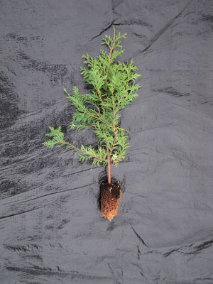 Productions Résinex inc. - Nos arbres - Cedre Ã haie (Thuya ...